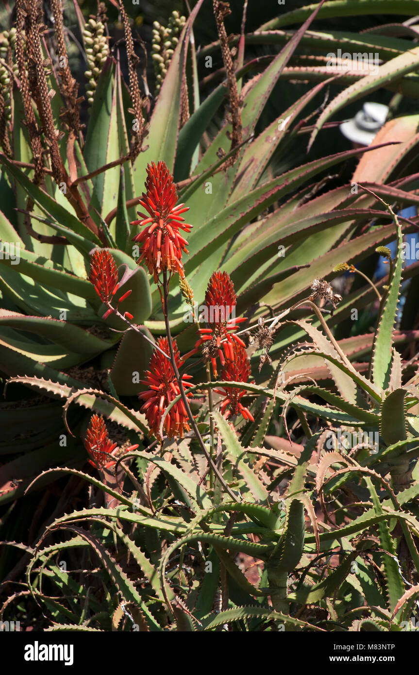 Bright red agave hi-res stock photography and images - Alamy