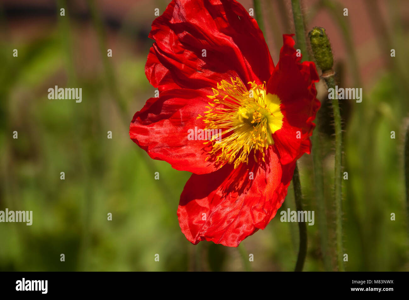 Sydney Australia, red poppy fluttering in breeze Stock Photo - Alamy