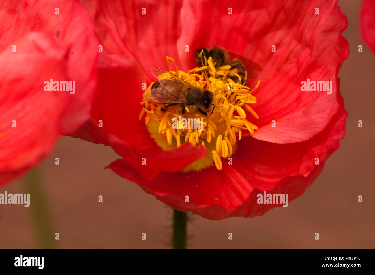 Sydney Australia, red/pink poppy flower with bee Stock Photo - Alamy