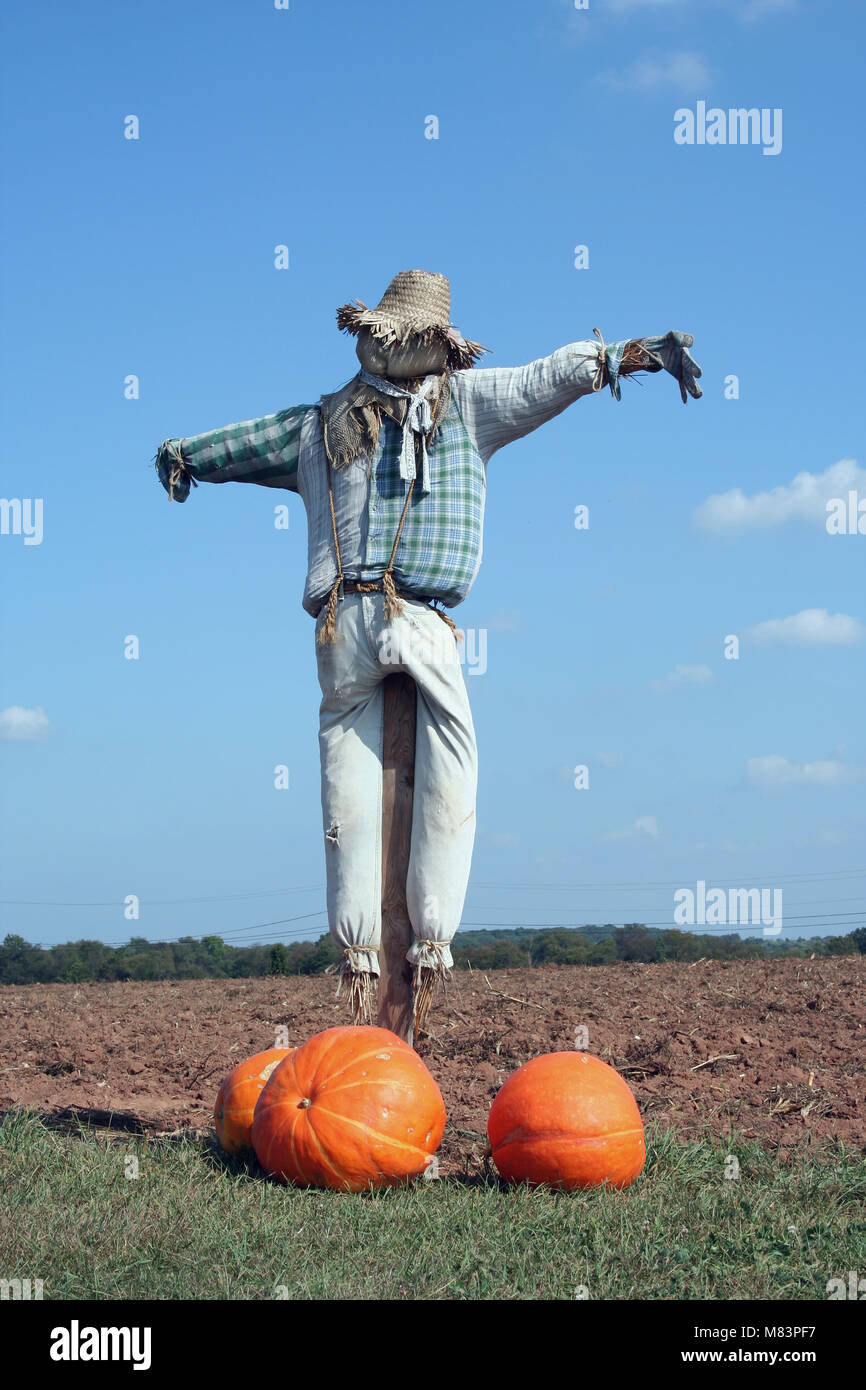 A Scarecrow and pumpkins on a farm field Stock Photo - Alamy
