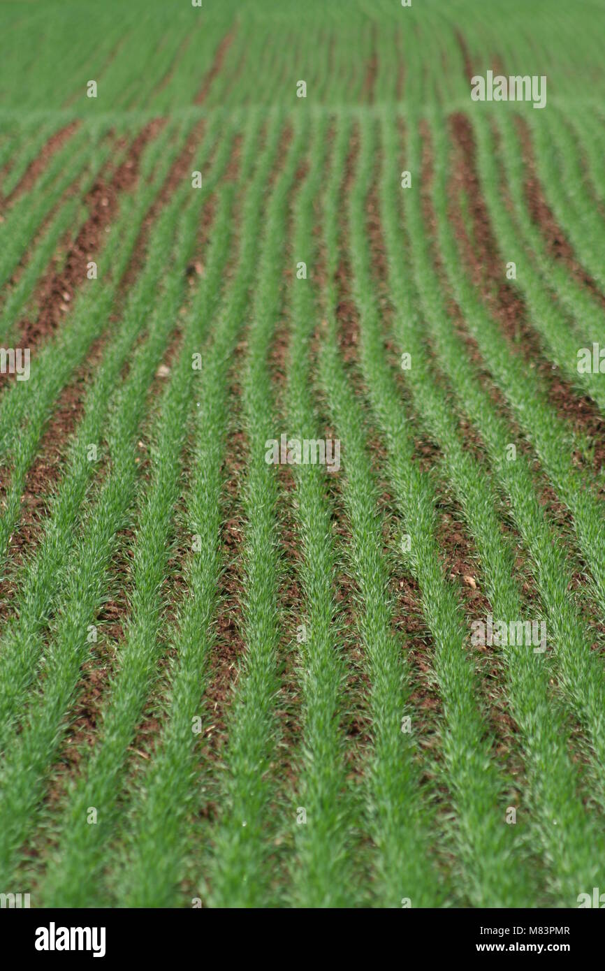 Planted rows of new grass in a field Stock Photo - Alamy