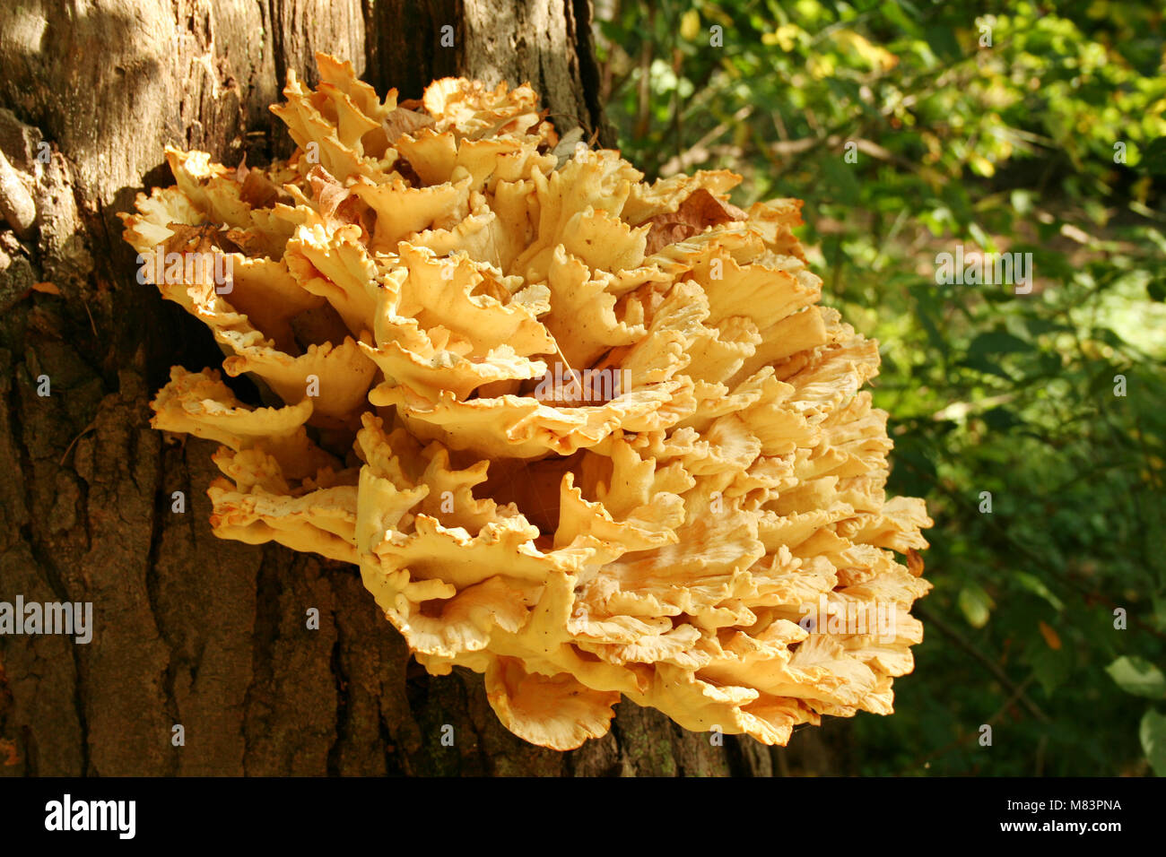 A large Tree fungus on a tree Stock Photo - Alamy