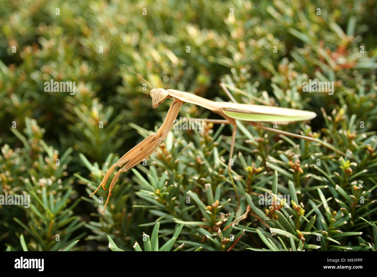 A Large Praying mantis on a bush Stock Photo - Alamy