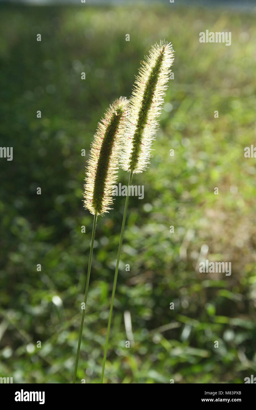 Two weeds hi-res stock photography and images - Alamy