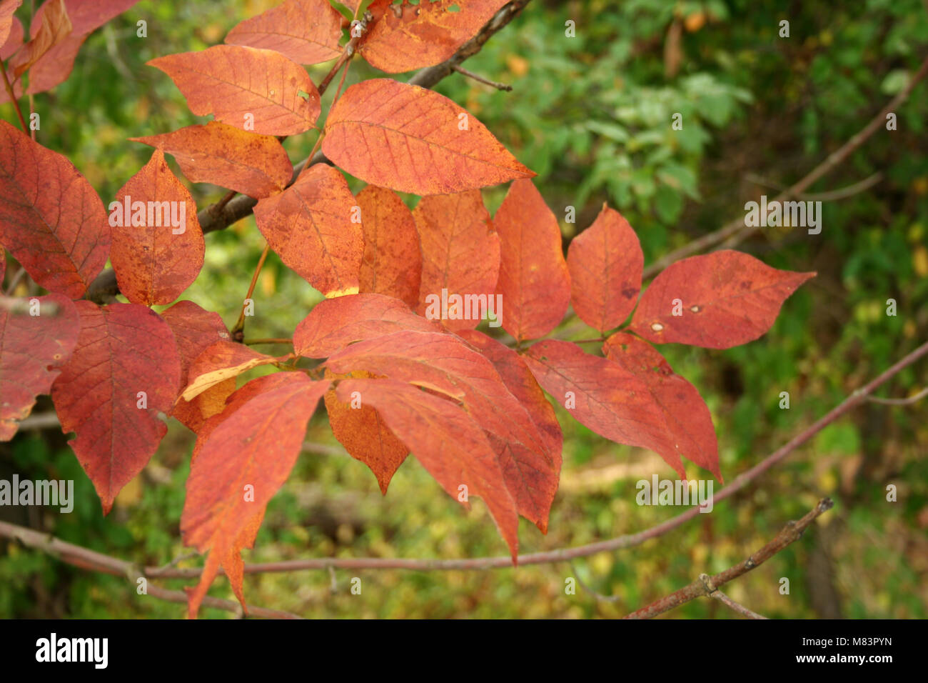 Some Red Fall Leaves on a tree branch Stock Photo - Alamy