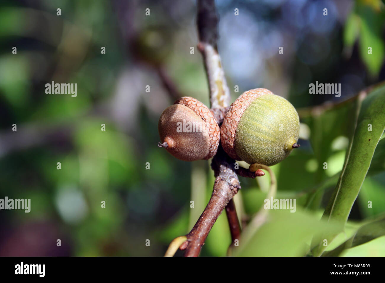 Two acorns on the branch of an oak tree Stock Photo - Alamy