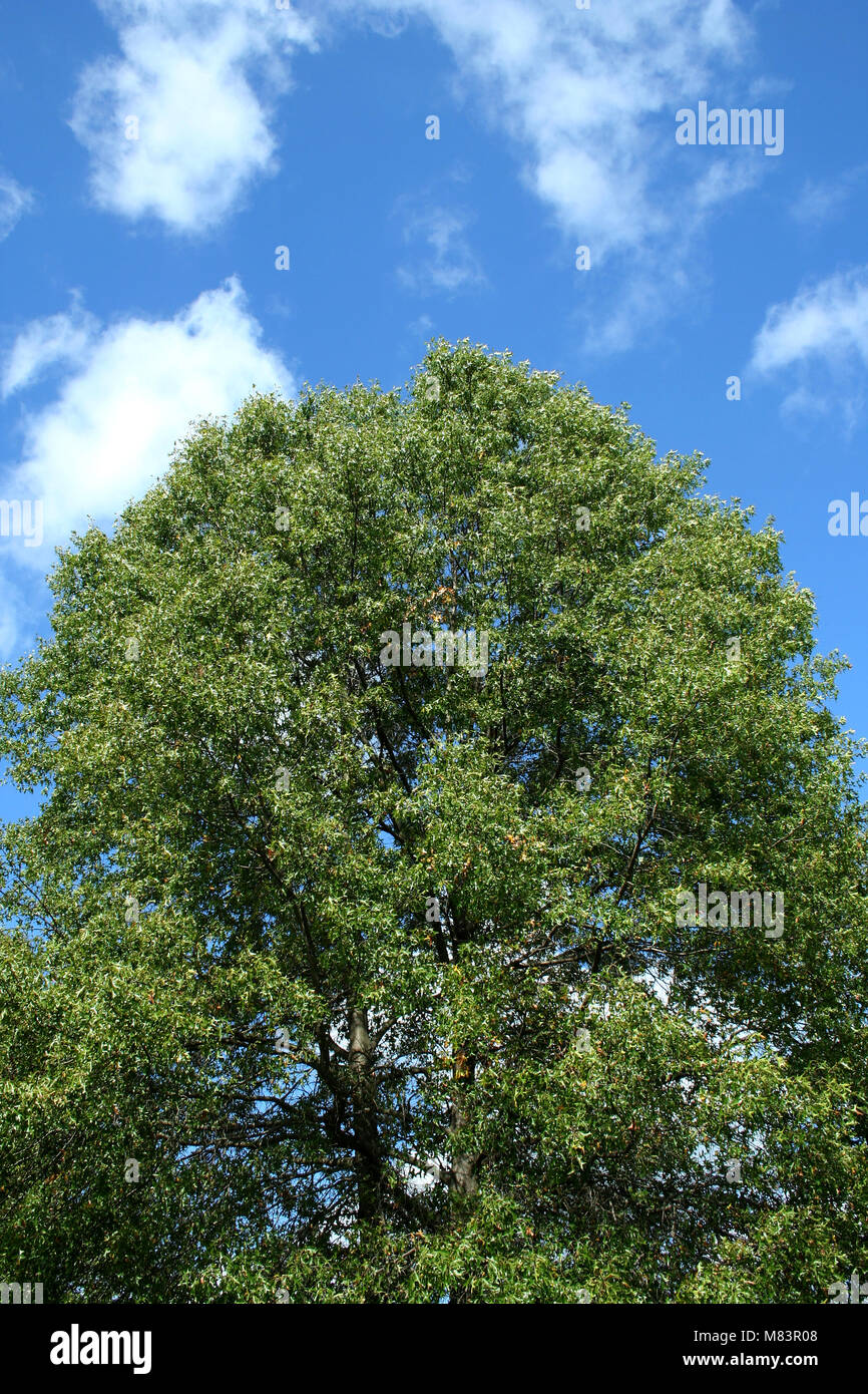 Tall oak hi-res stock photography and images - Alamy