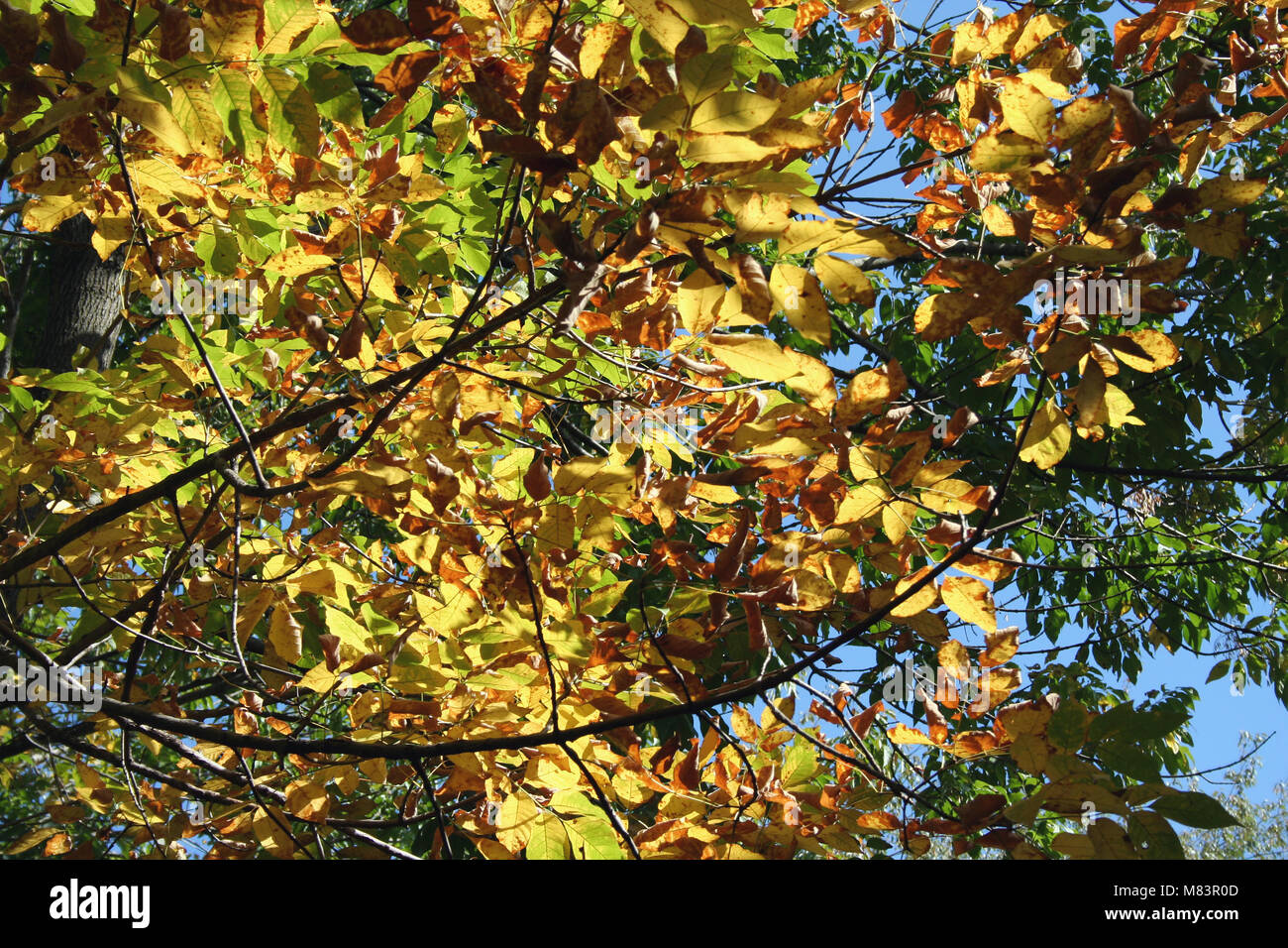 Leaves changing colors on a tree Stock Photo - Alamy