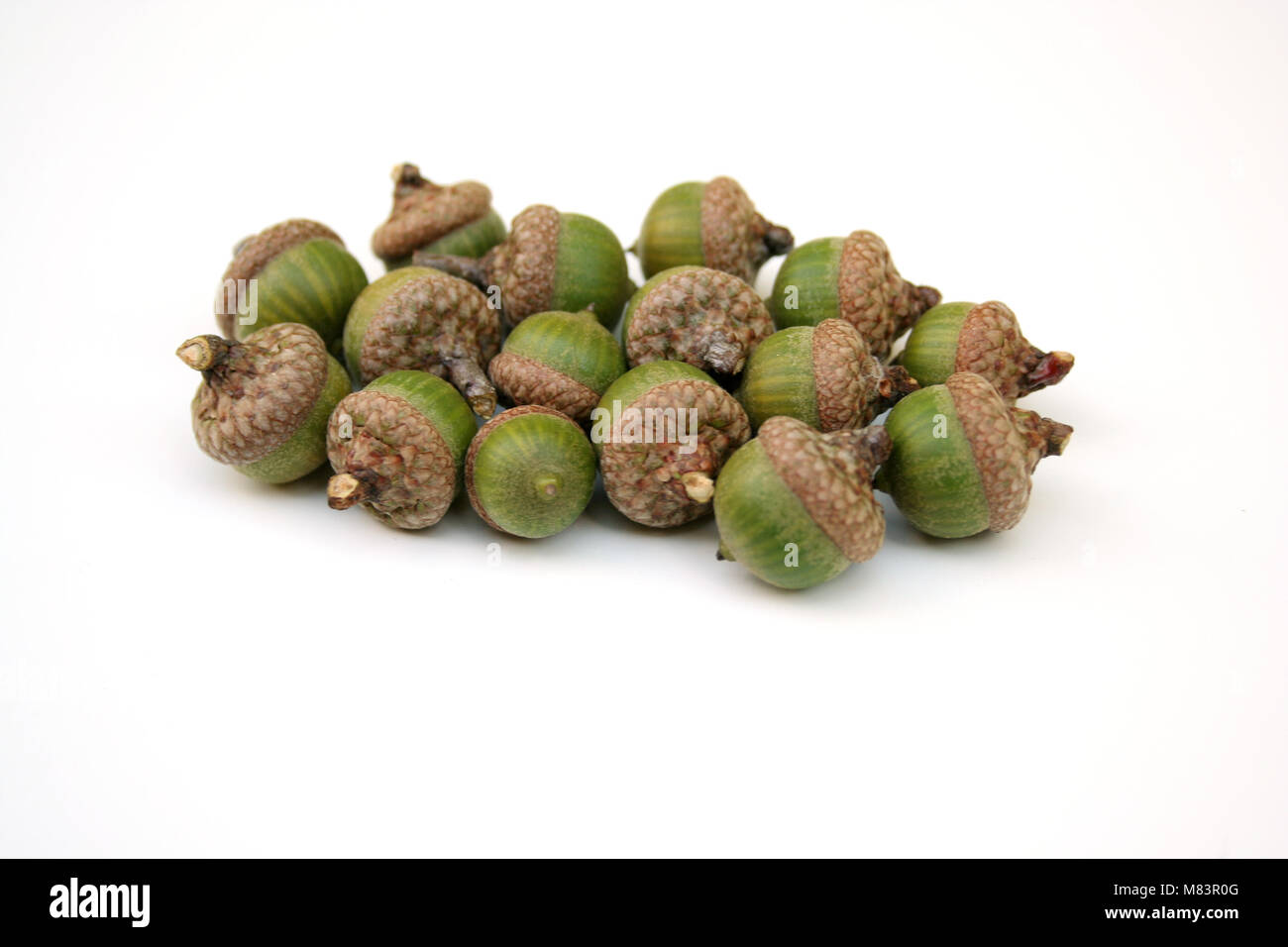 A pile of Acorns isolated on white Stock Photo - Alamy