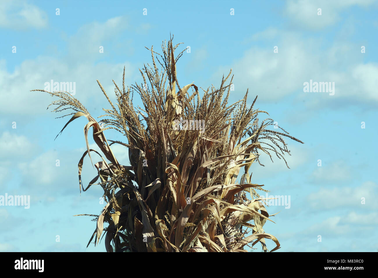 Corn stalks against blue sky hi-res stock photography and images - Alamy