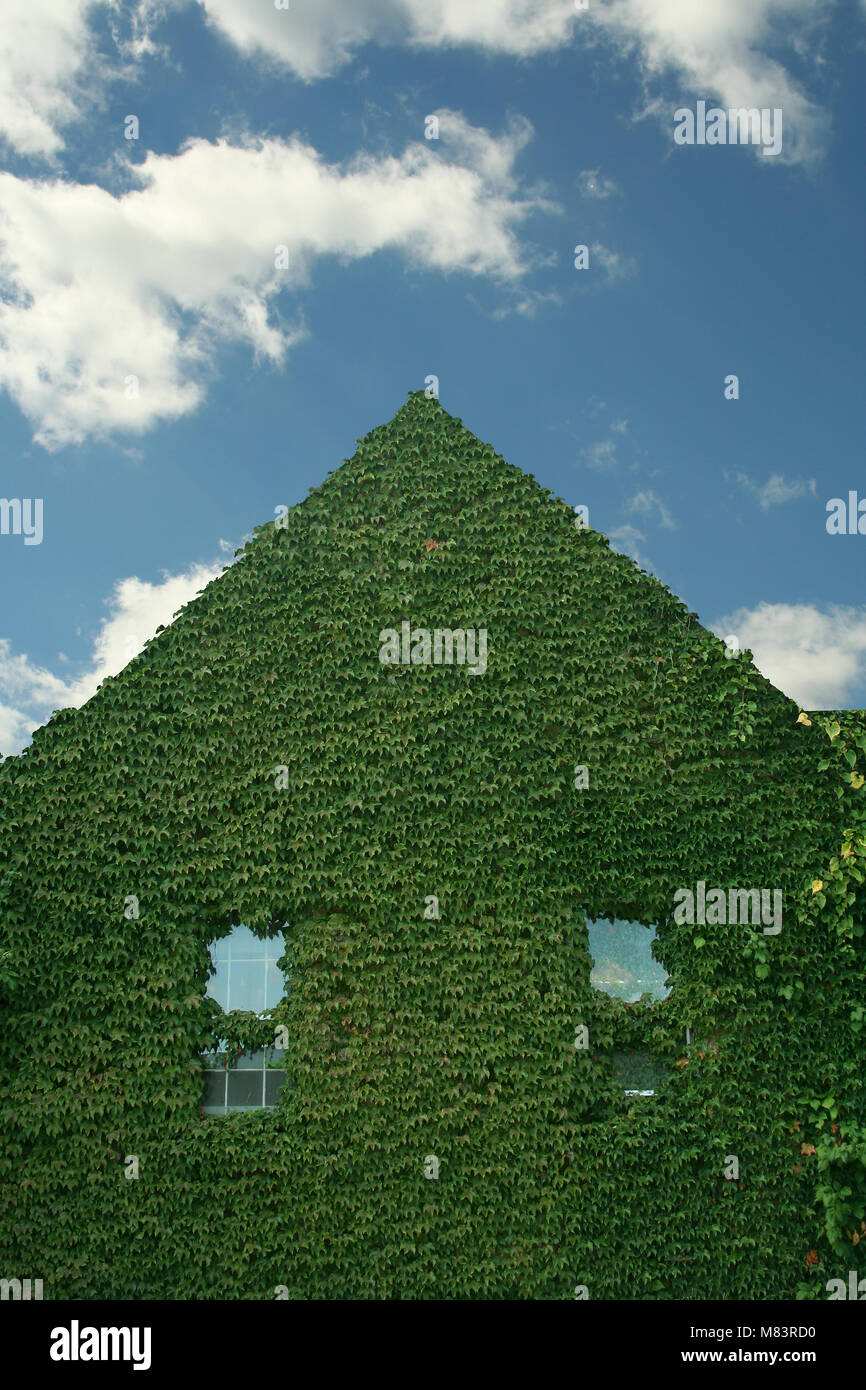 Ivy covered building with two windows Stock Photo - Alamy