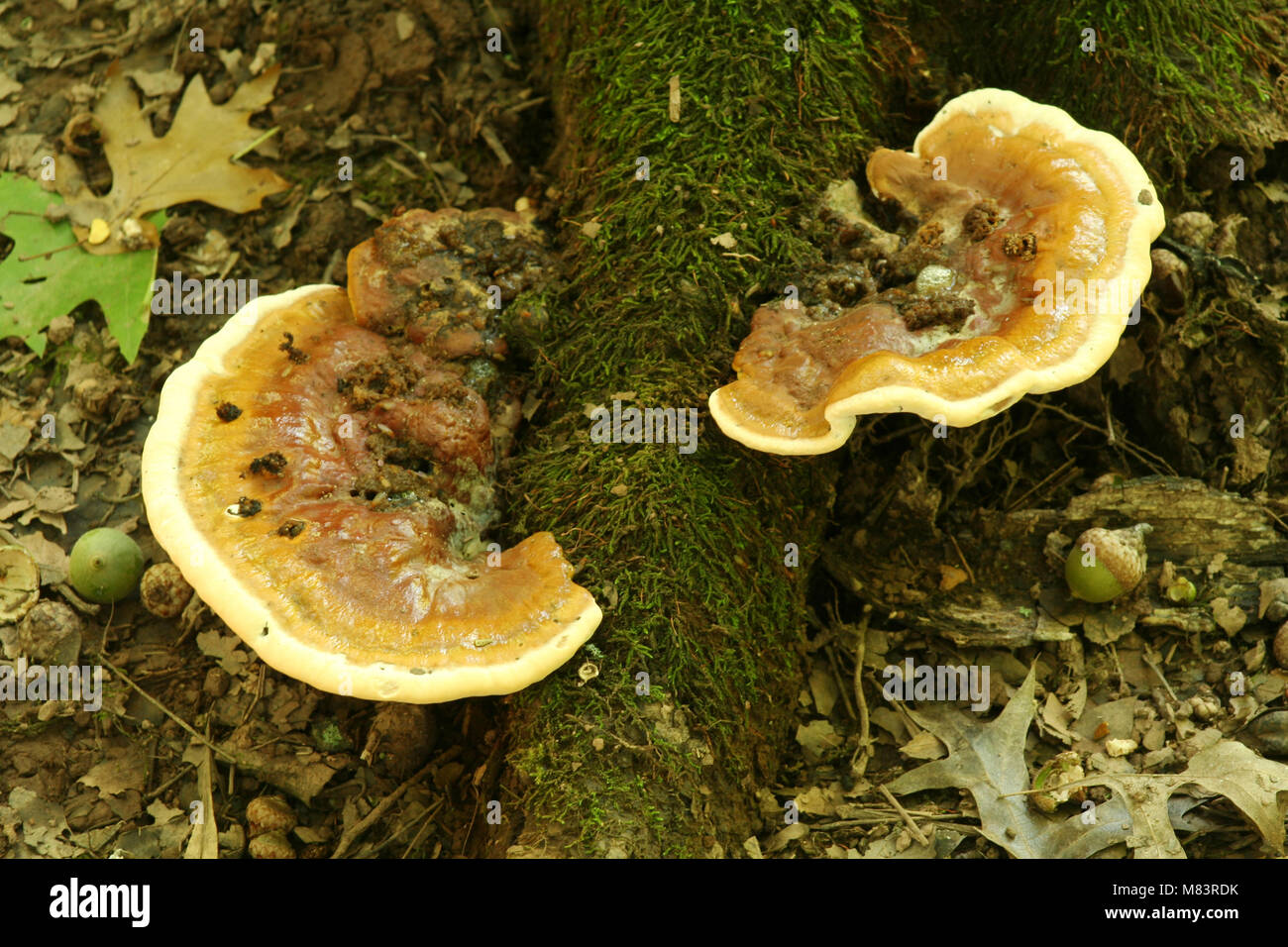 Two Mushrooms on a tree root Stock Photo - Alamy