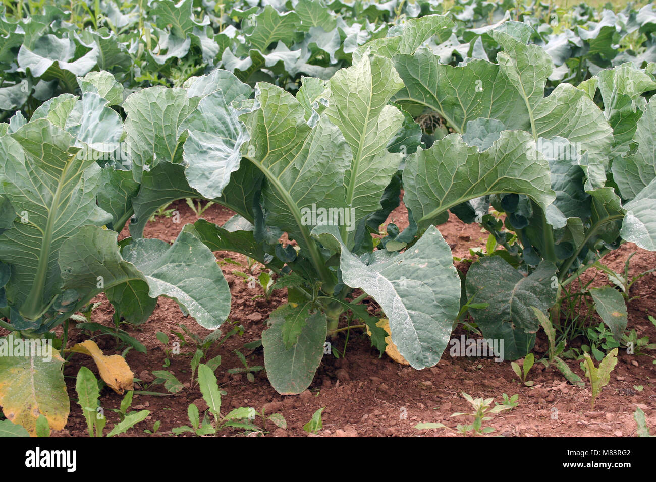 A bunch of Plants in a field ready for harvest Stock Photo - Alamy