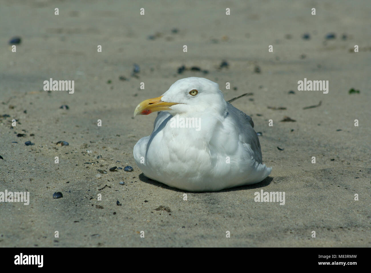 A Seagull relaxing on the beach Stock Photo - Alamy