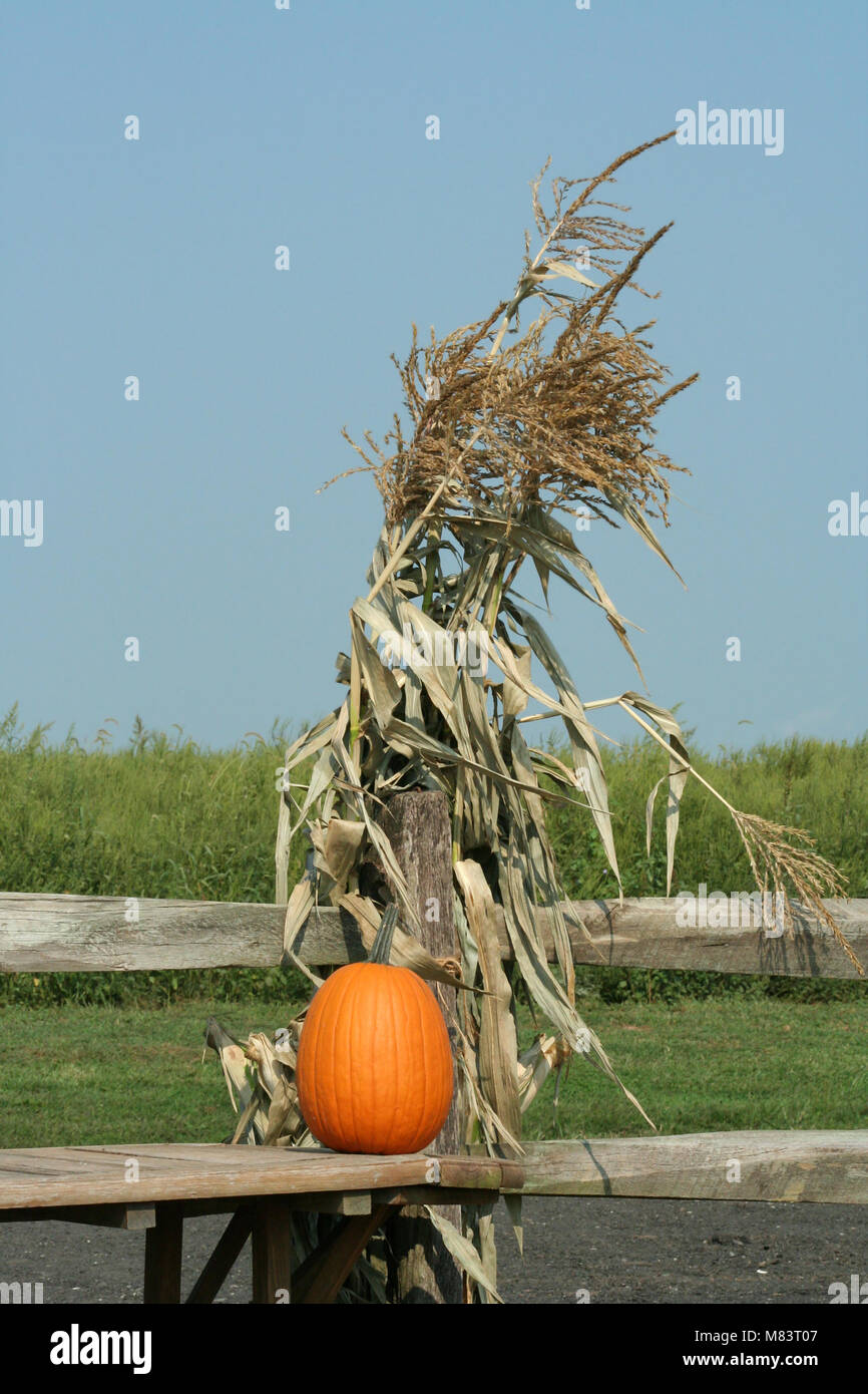 A bunch of Pumkin and corn stalks Stock Photo - Alamy