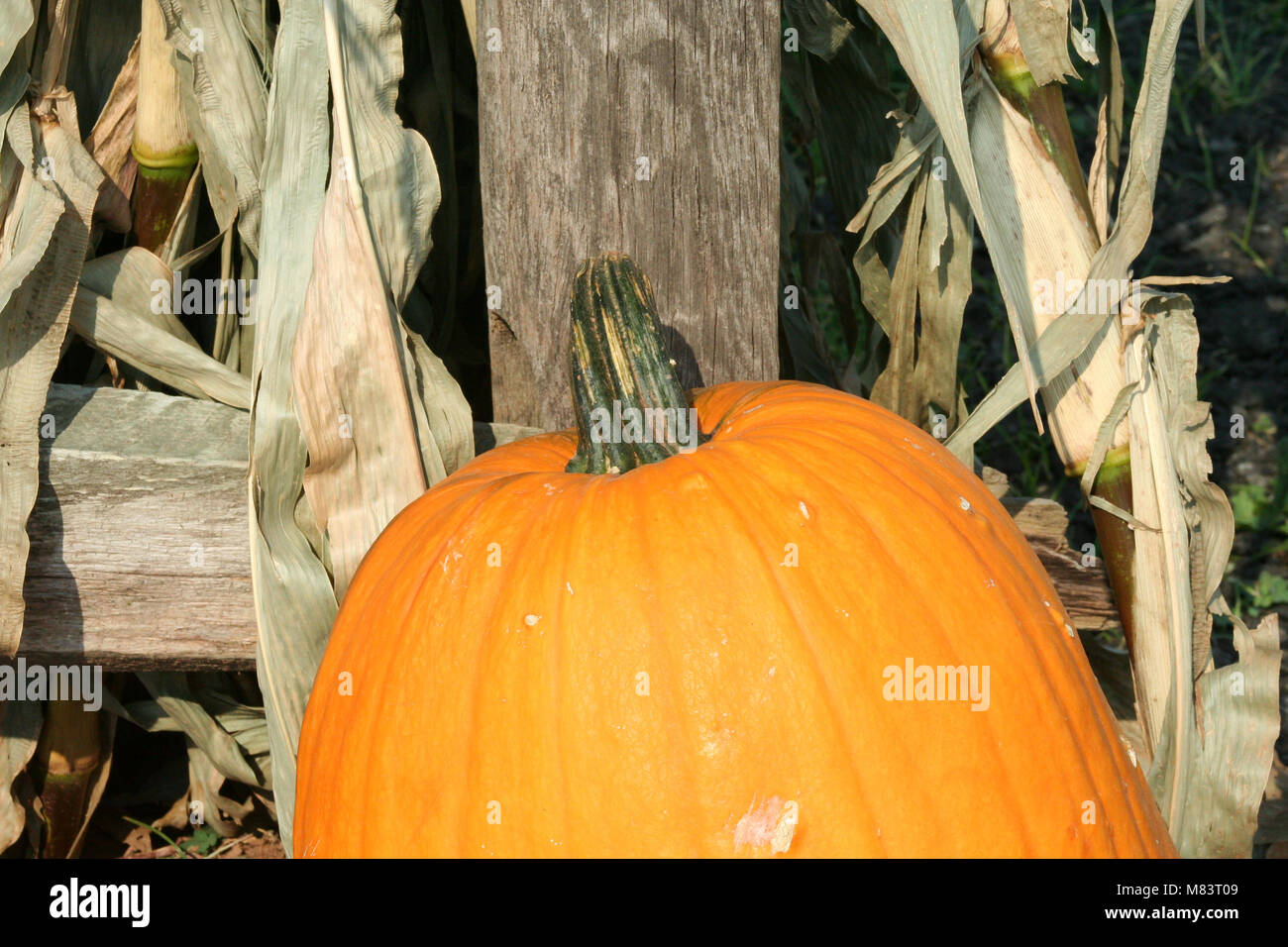 Close up pumkin hi-res stock photography and images - Alamy