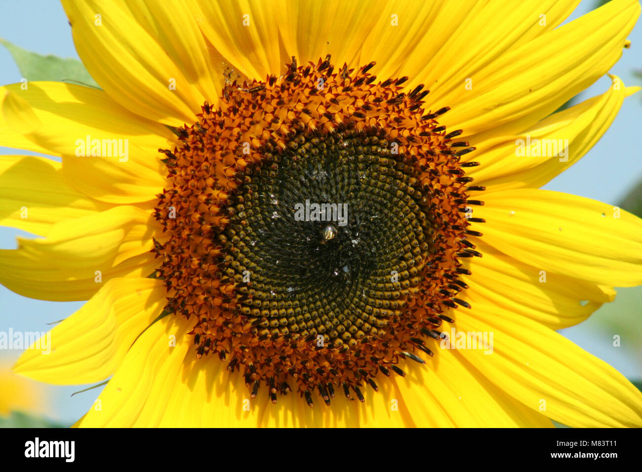 A close up of a Sunflower against a blue sky Stock Photo - Alamy