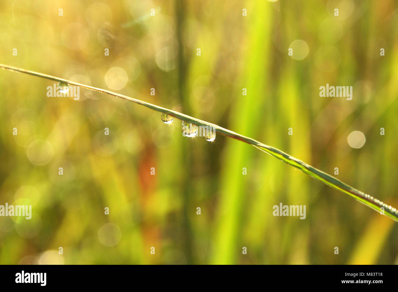 Water Droplets reflections on a blade of tall grass Stock Photo - Alamy