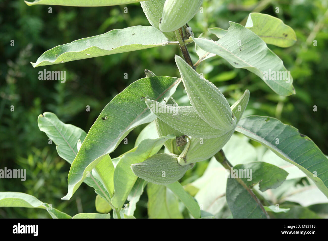Green Milkweed Pods on a plant Stock Photo - Alamy