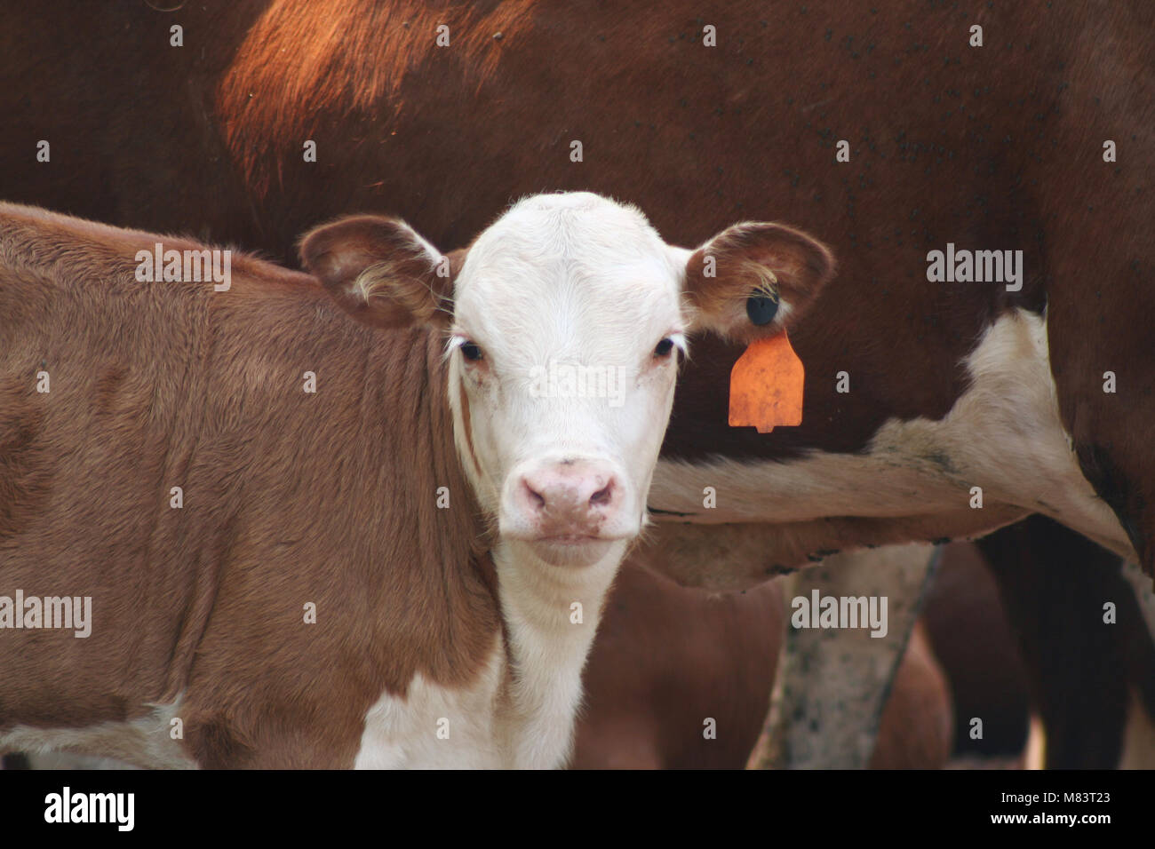 Calf in a pasture hi-res stock photography and images - Alamy