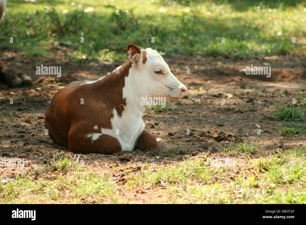 Calf Laying Stock Photos & Calf Laying Stock Images - Alamy