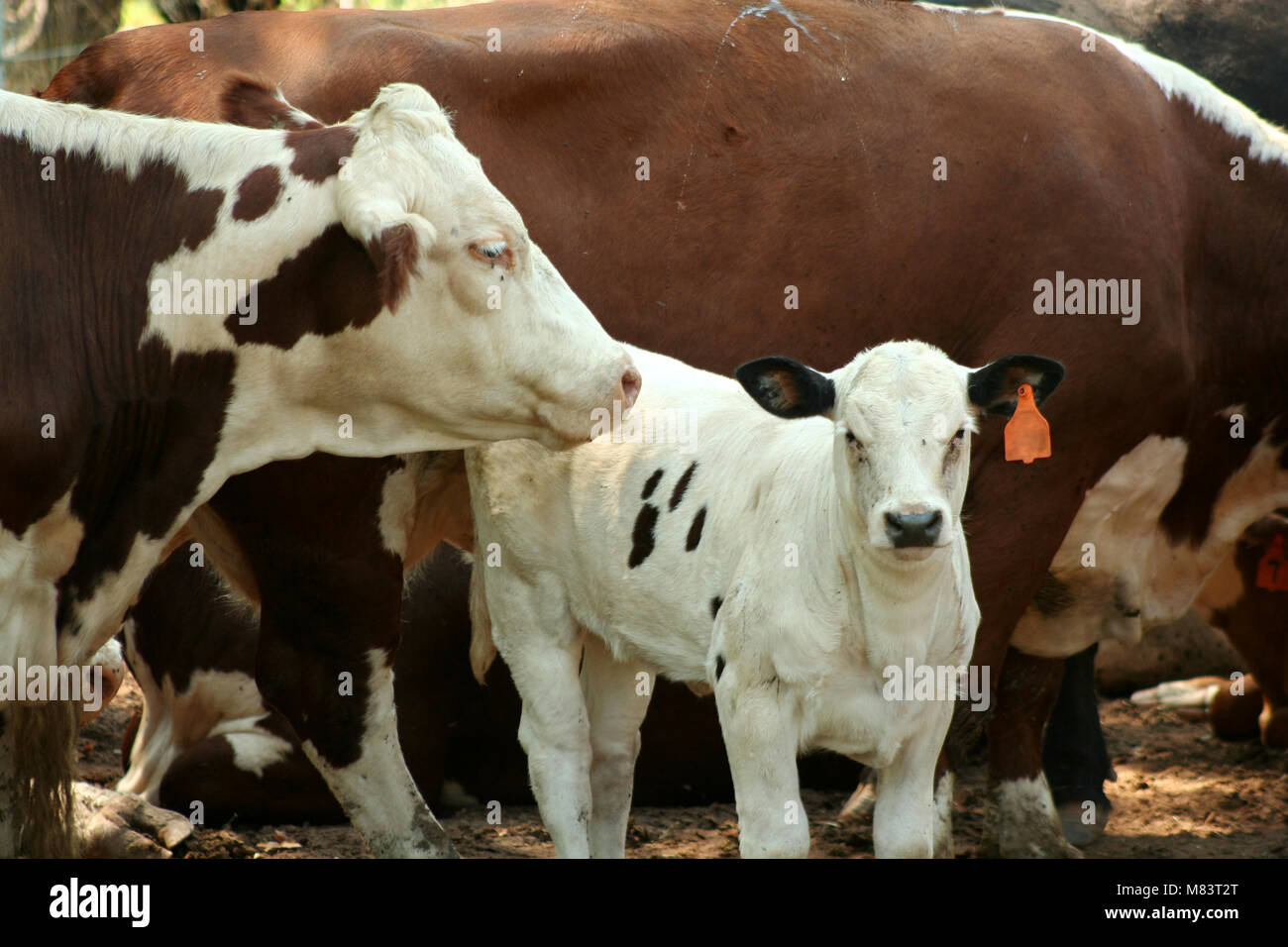 Cow and Calf in a pasture Stock Photo - Alamy