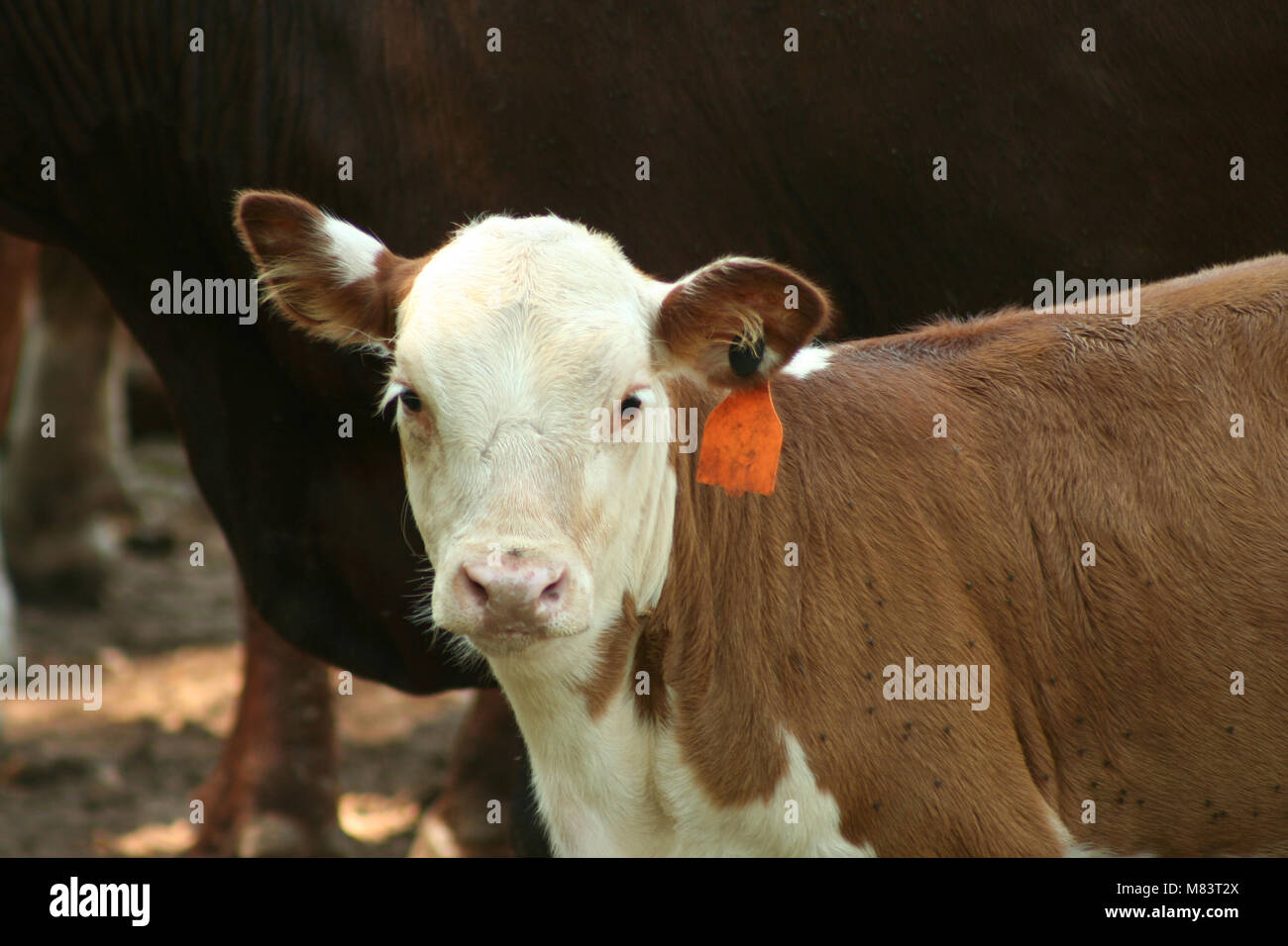 Calf in a pasture hi-res stock photography and images - Alamy