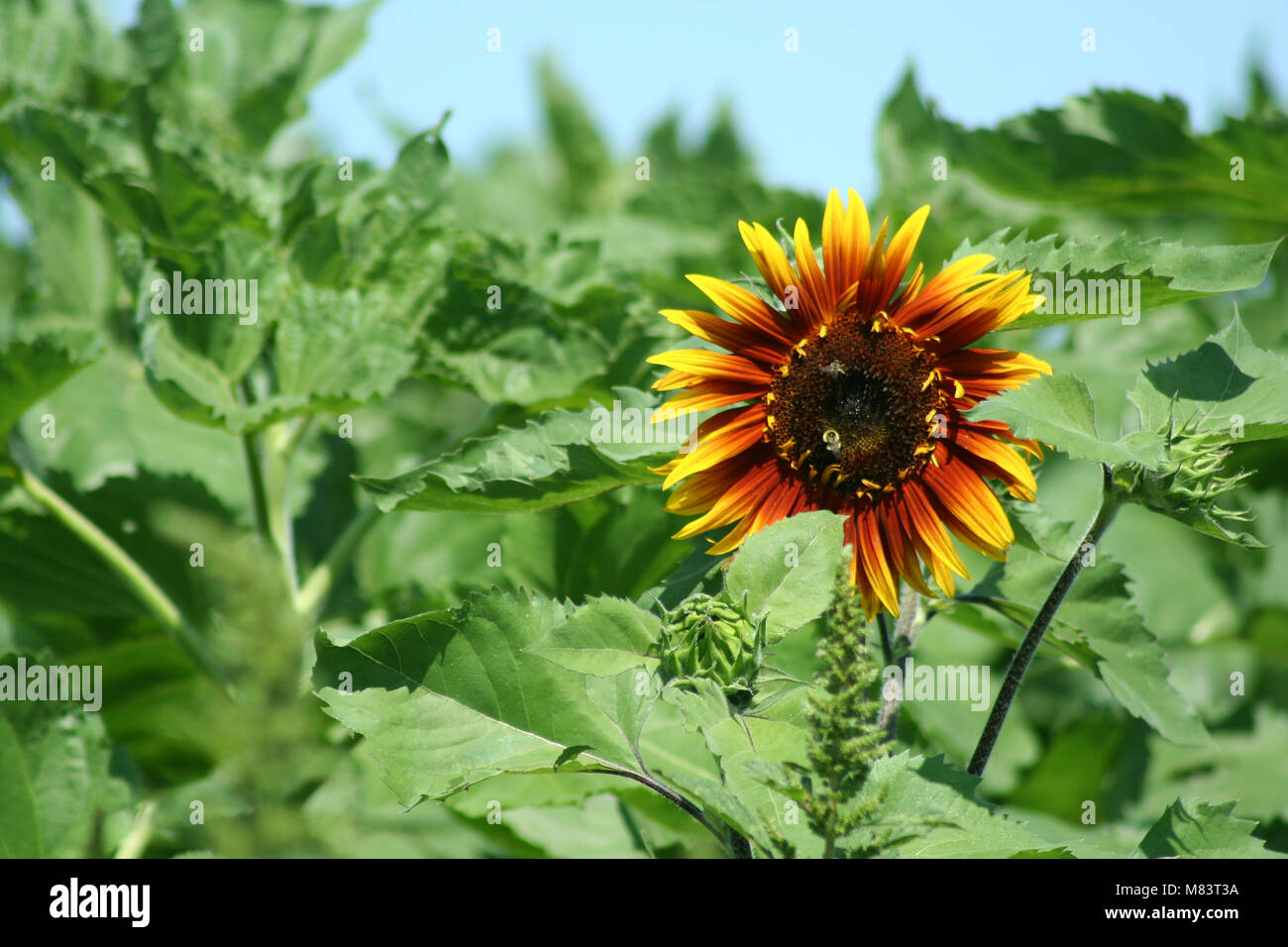 An image of a small Sunflower in a field Stock Photo - Alamy