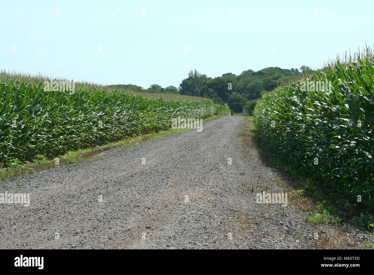 Through a cornfield hi-res stock photography and images - Alamy