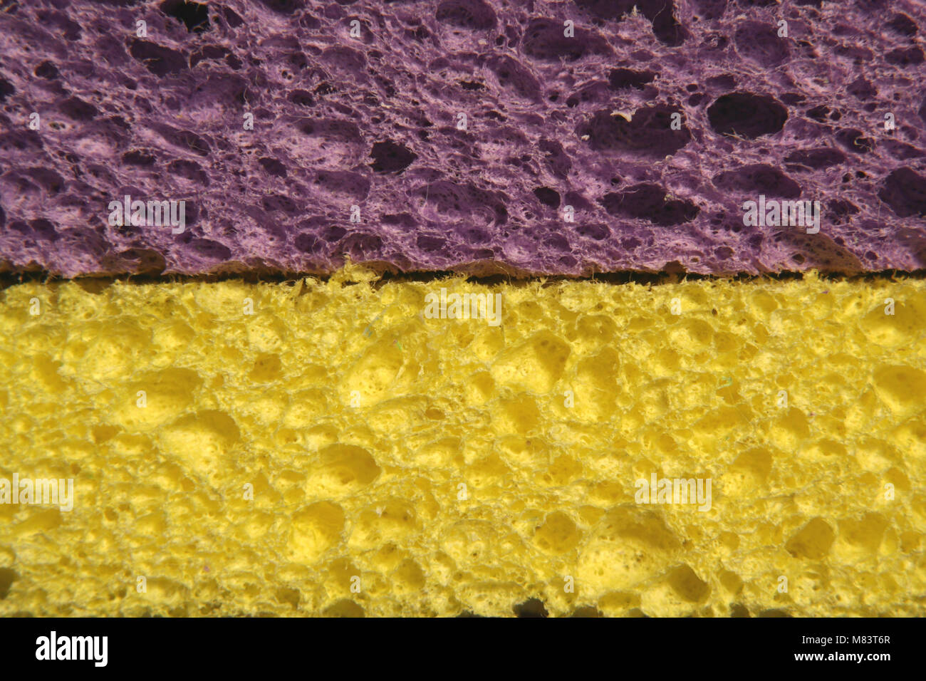 Side view of Yellow and purple sponges Stock Photo - Alamy
