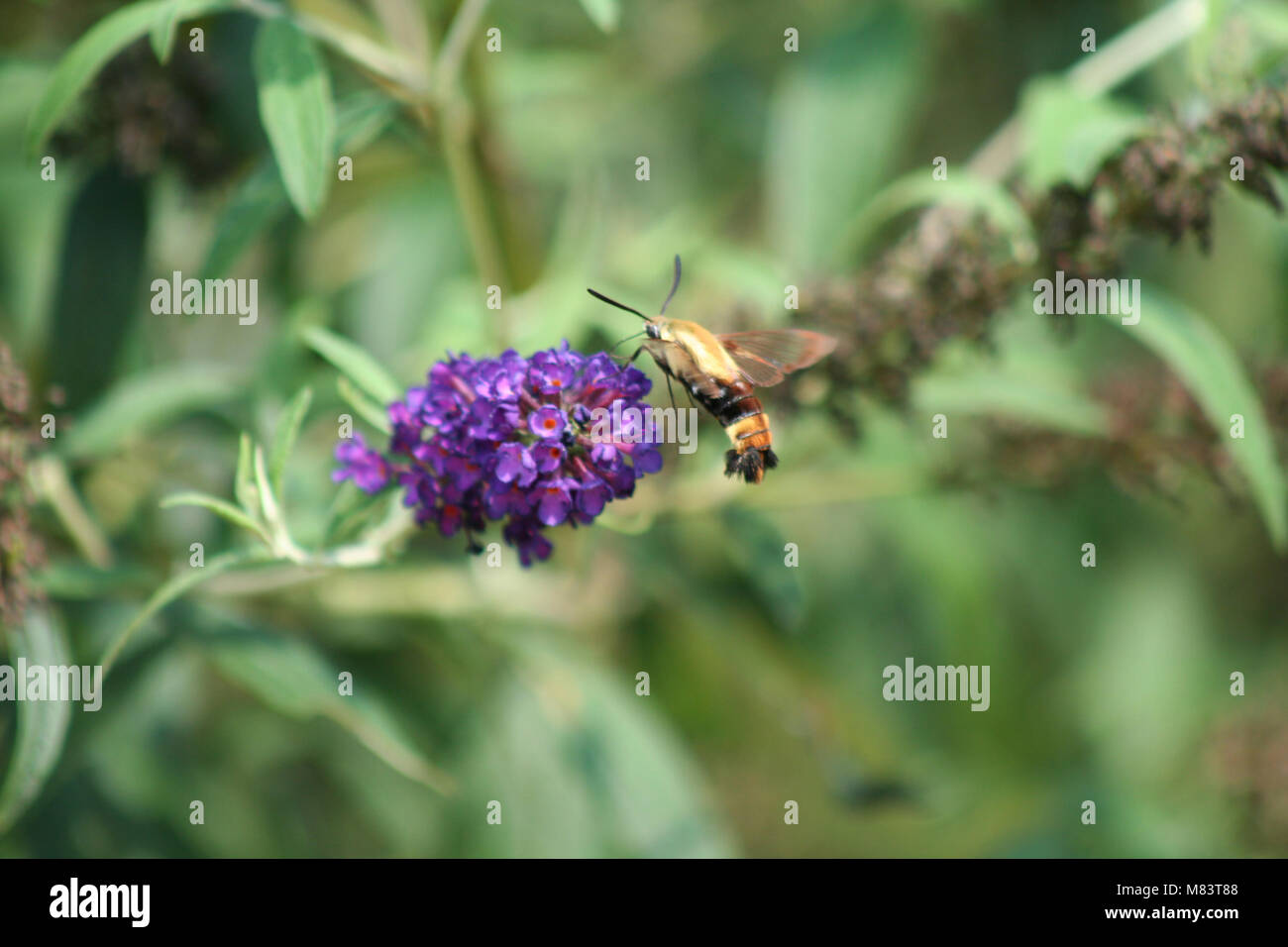 Snowberry Clearwing hummingbird Moth on a purple flower Stock Photo - Alamy