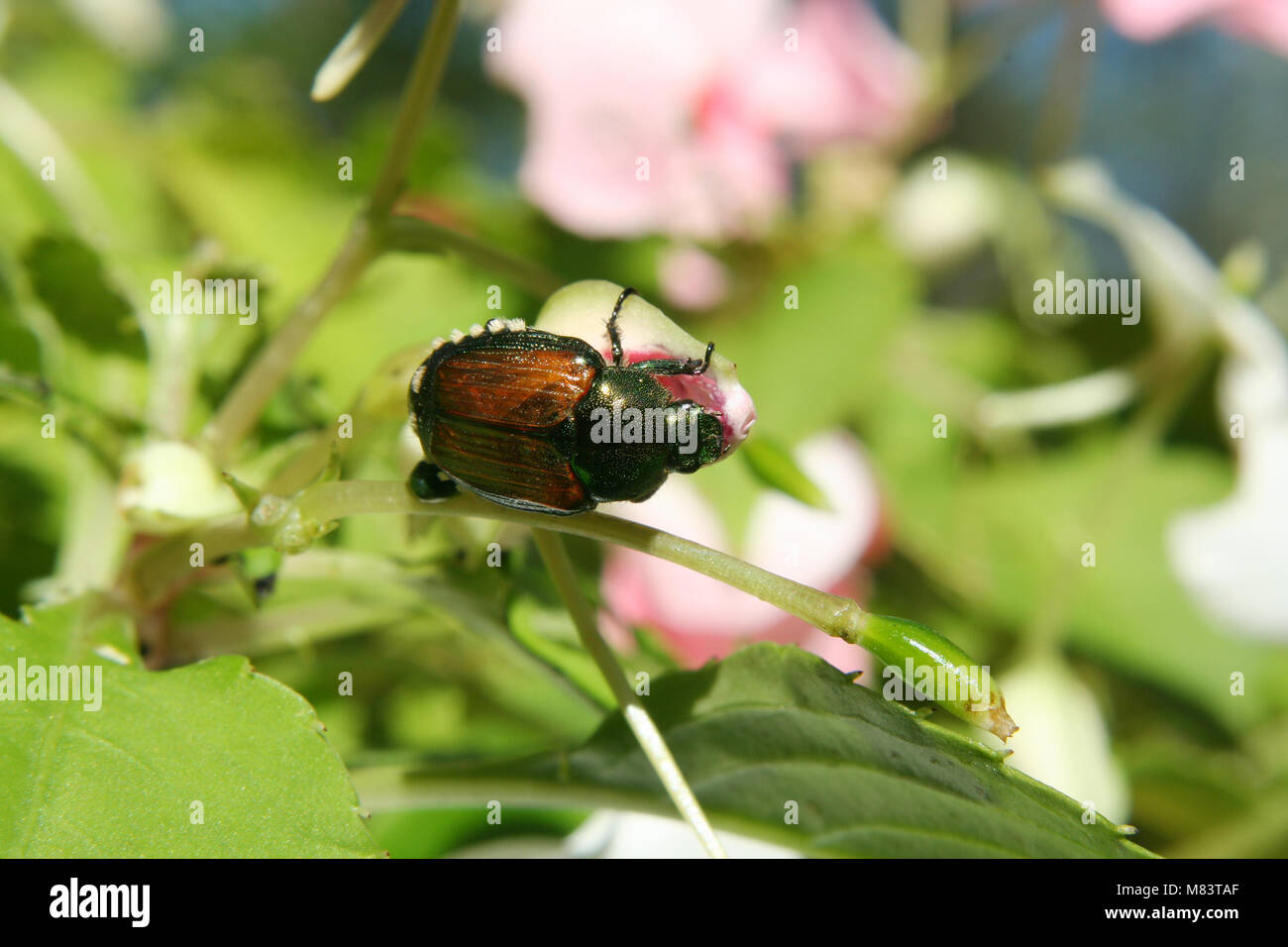 Invasive japanese beetle hi-res stock photography and images - Alamy