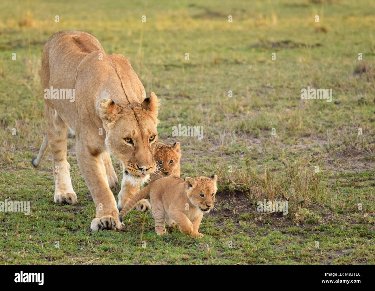 Lioness and cub hi-res stock photography and images - Alamy