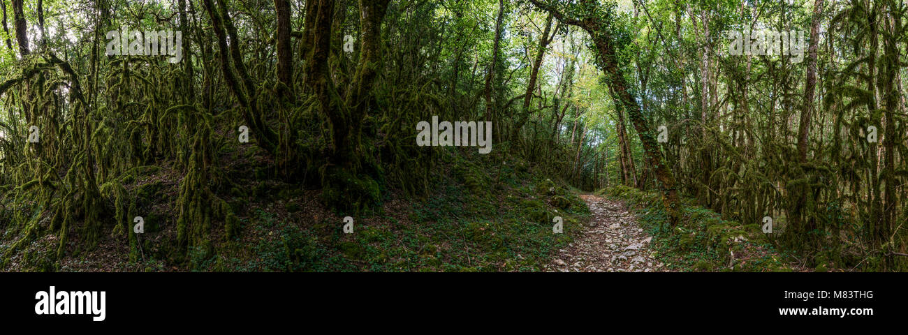 Panorama of fairy tale forest with very old walking track at Mérigny ...