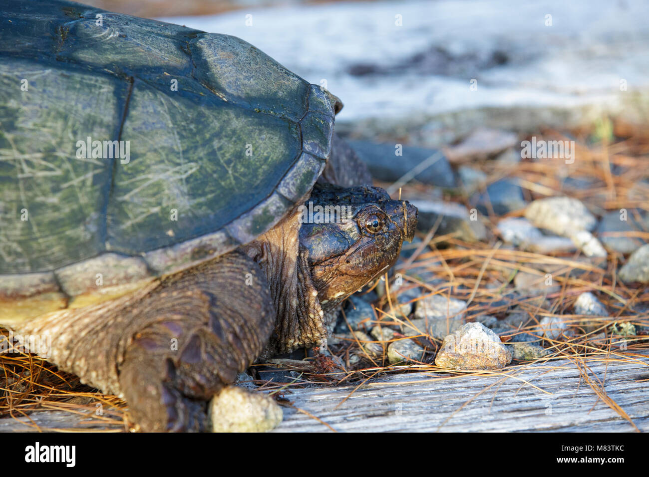 Side view snapping turtle head hi-res stock photography and images - Alamy