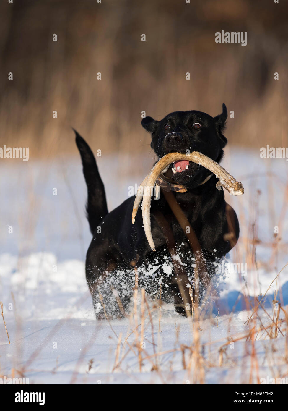 A Black Labrador Retriever retrieving a shed antler from a Whitetailed ...