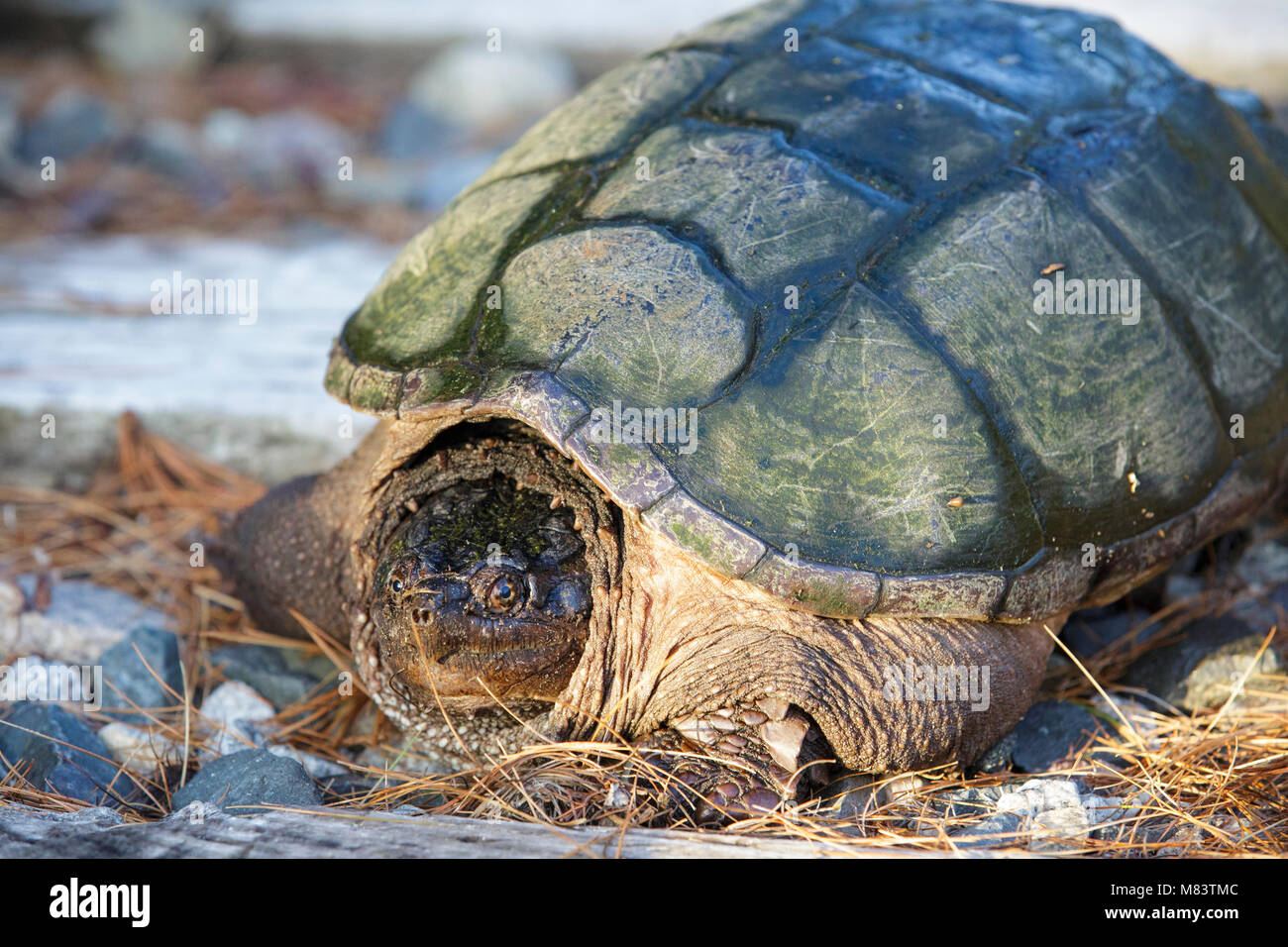 Snapping Turtle (Chelydra serpentina) at Pondicherry Wildlife Refuge ...