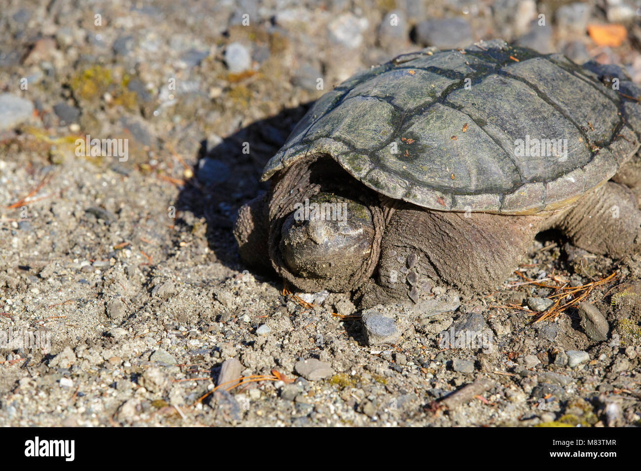 Snapping Turtle (Chelydra serpentina) at Pondicherry Wildlife Refuge ...