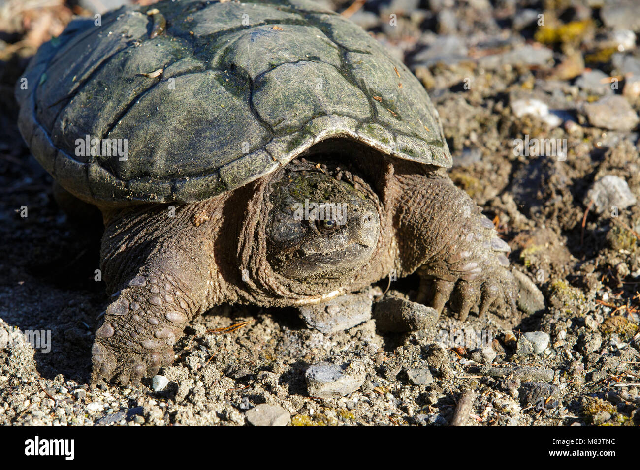 Snapping Turtle (Chelydra serpentina) at Pondicherry Wildlife Refuge ...