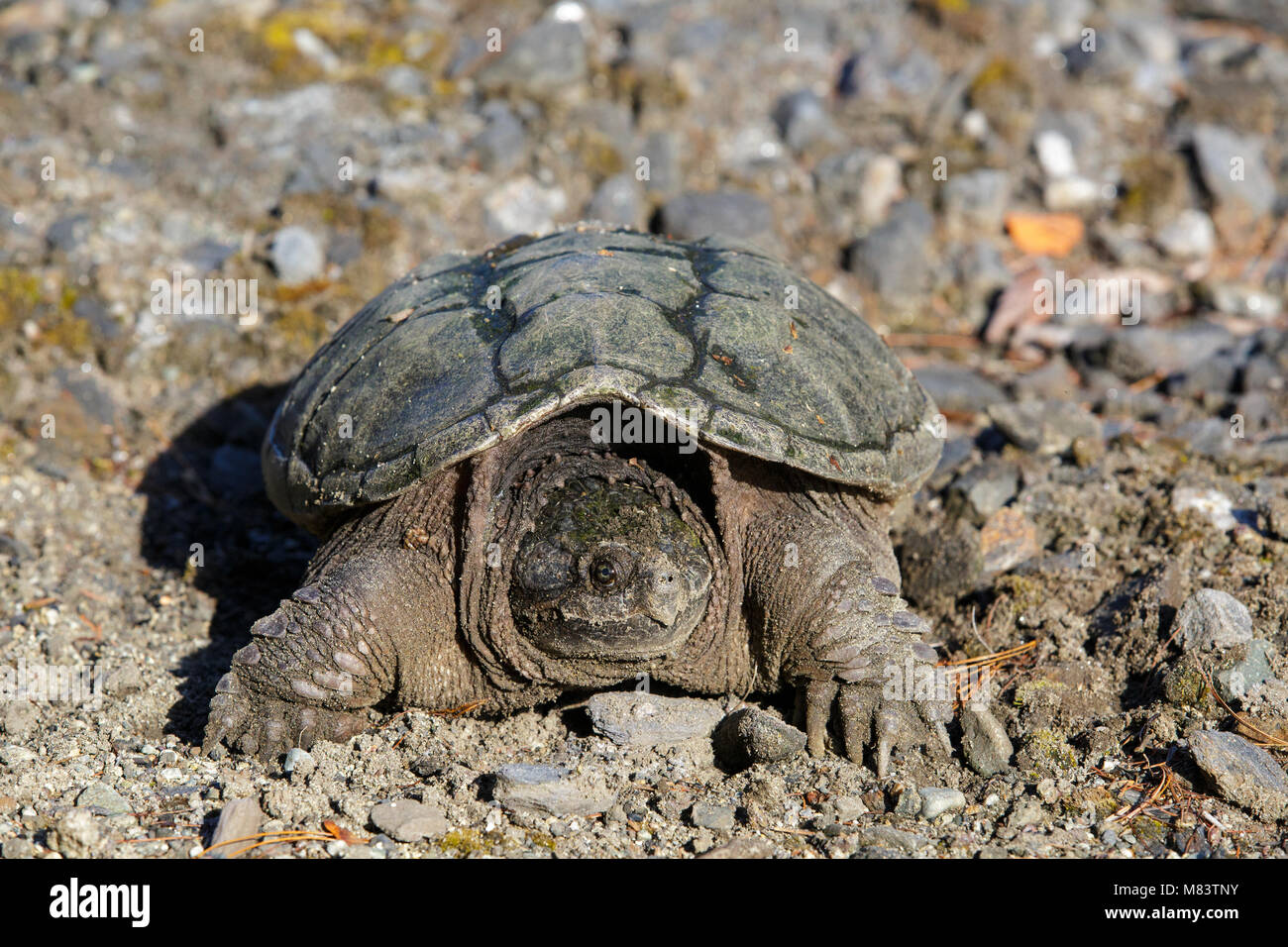 Snapping Turtle (Chelydra serpentina) at Pondicherry Wildlife Refuge ...