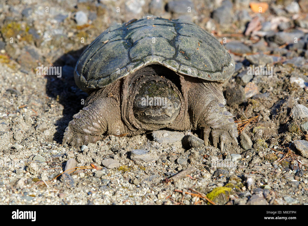 Snapping Turtle (Chelydra serpentina) at Pondicherry Wildlife Refuge ...