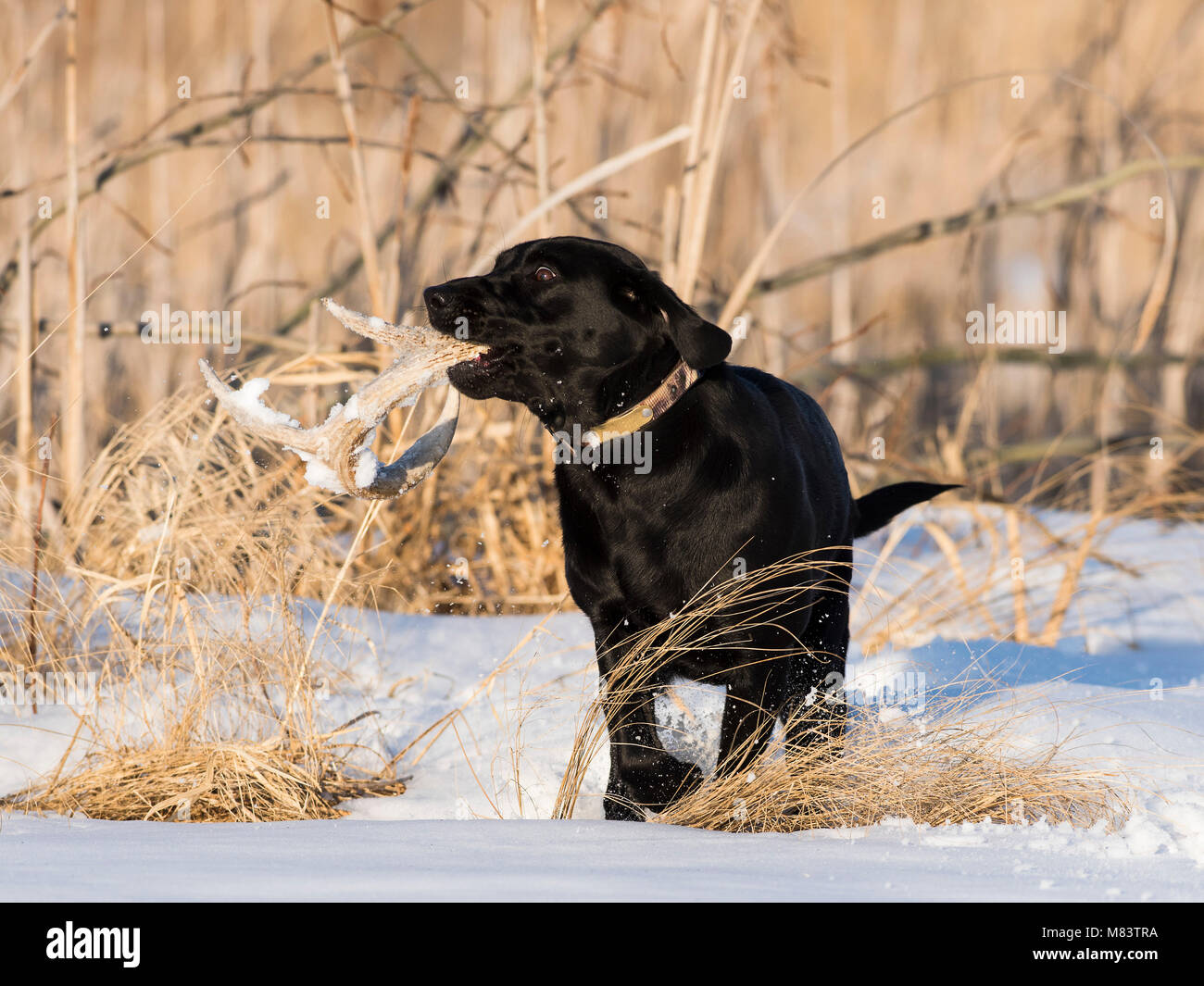 Labrador Retriever Hunting Deer