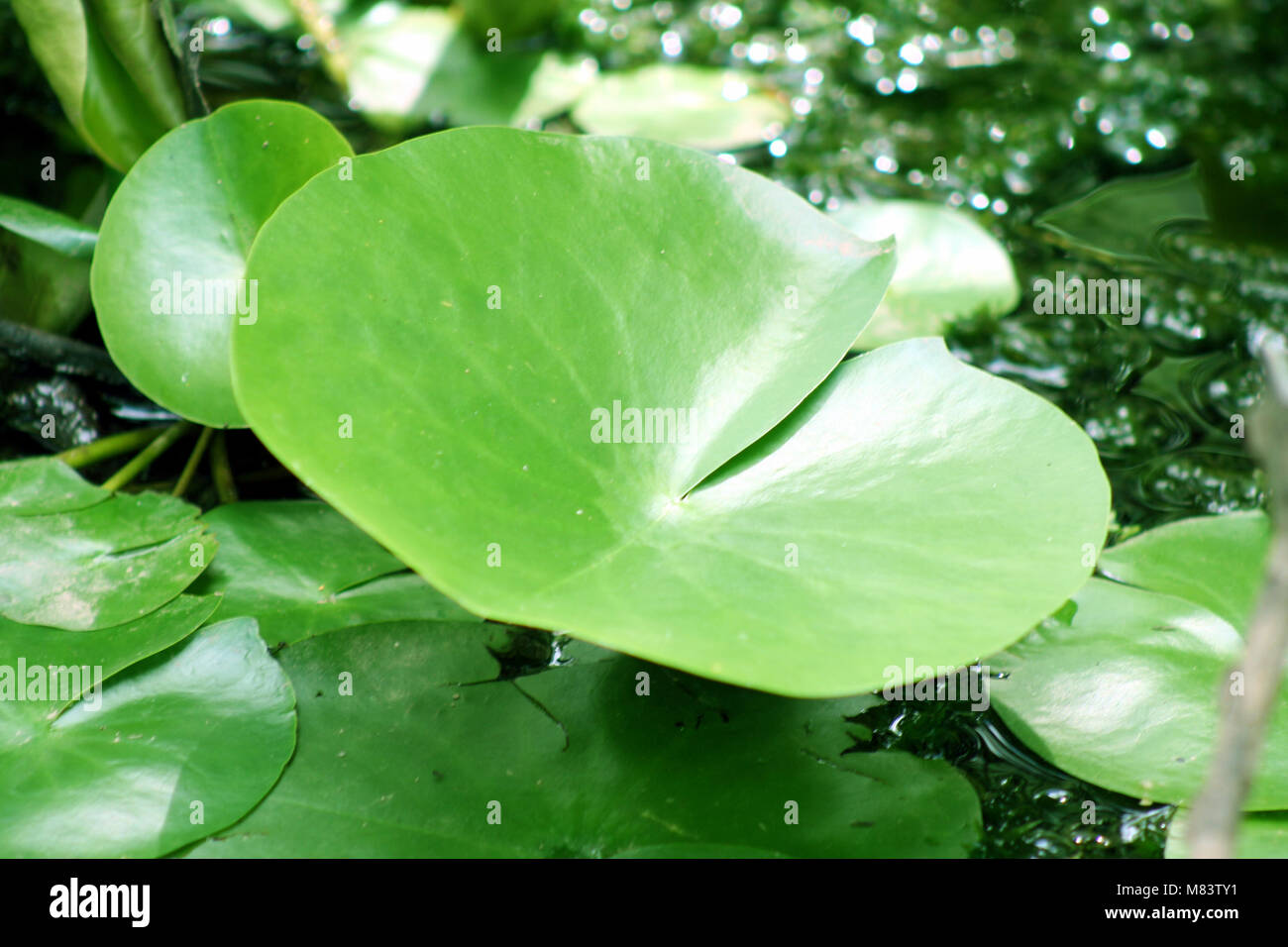 an image of some lily pads Stock Photo - Alamy