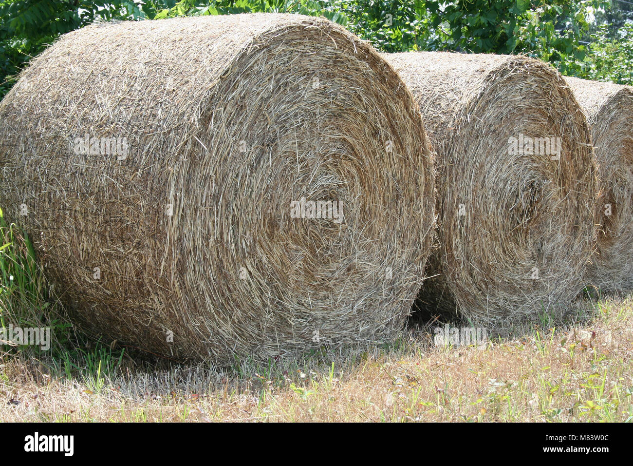 an image of hay rolls Stock Photo - Alamy
