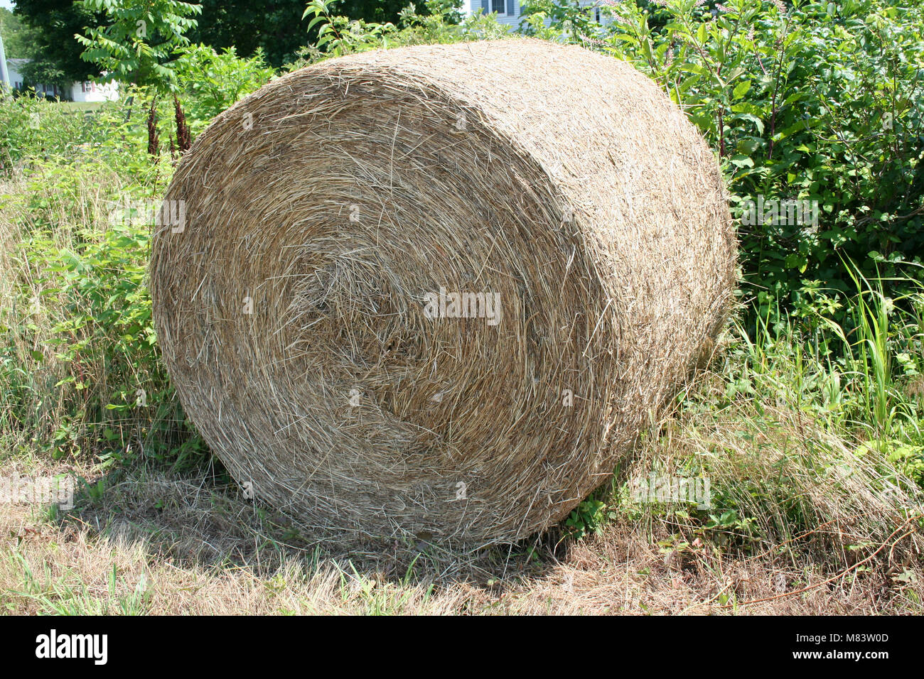 an image of a hay roll Stock Photo - Alamy
