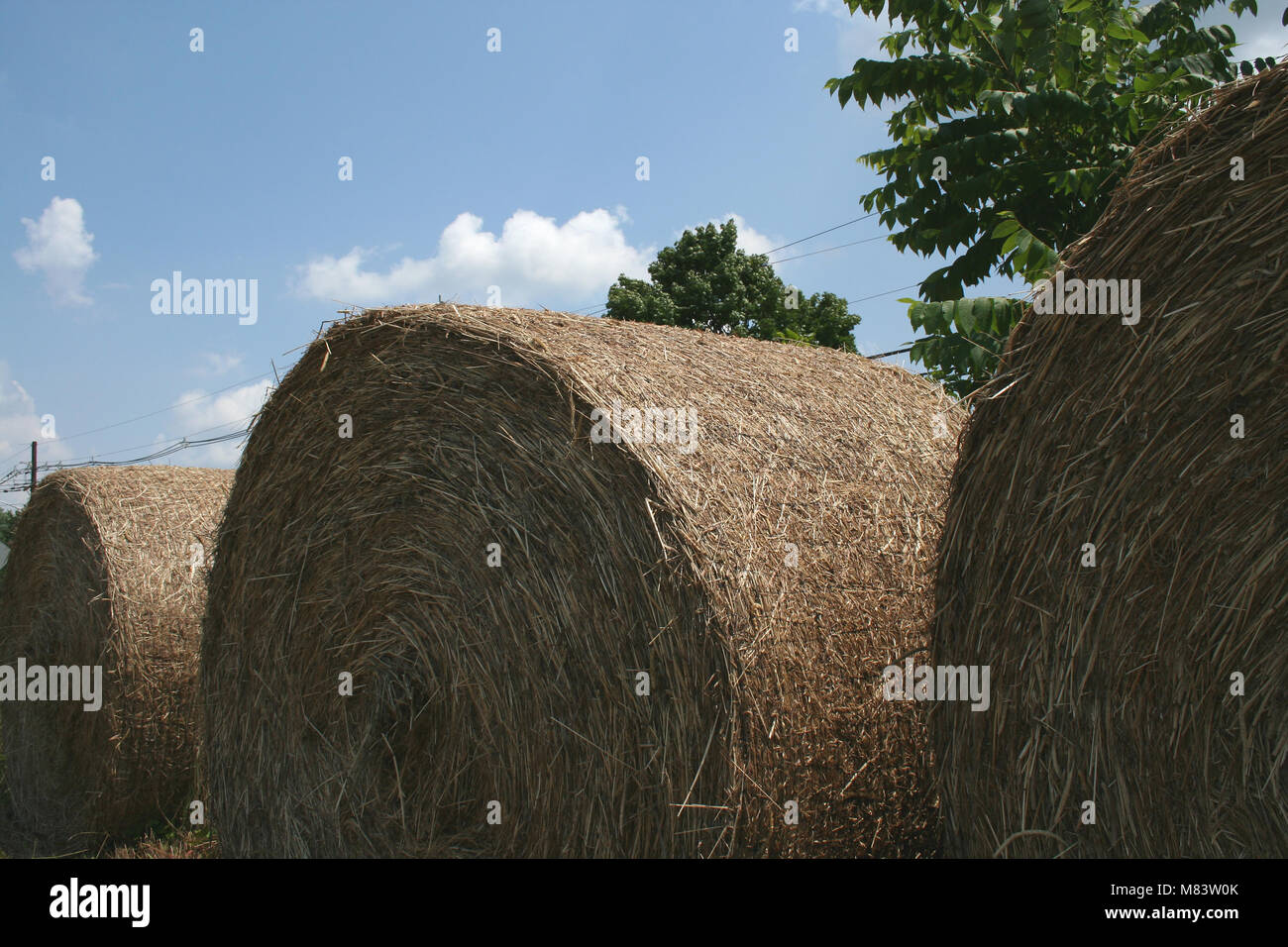 an image of hay rolls Stock Photo - Alamy
