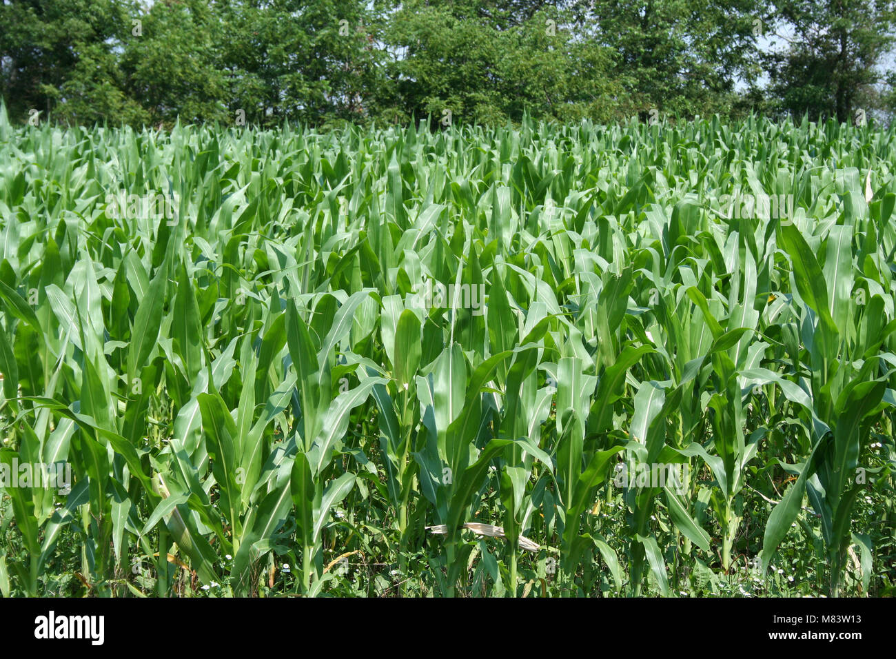 an image of a Corn Field Stock Photo - Alamy