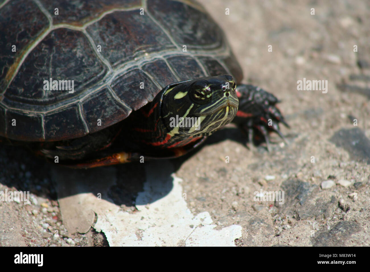 an image of a Painted Turtle Stock Photo - Alamy