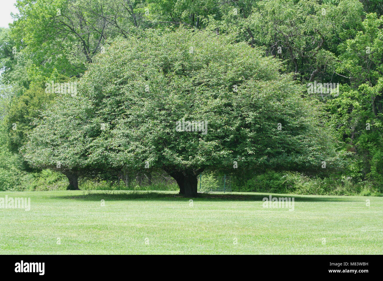 Rounded vector hi-res stock photography and images - Alamy