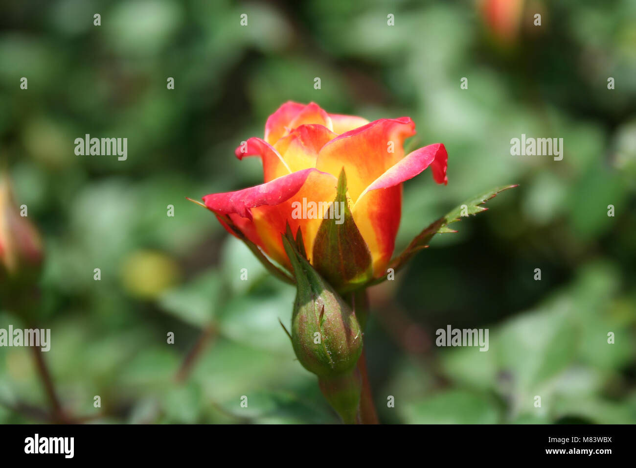 an image of a colored rose with bud Stock Photo - Alamy